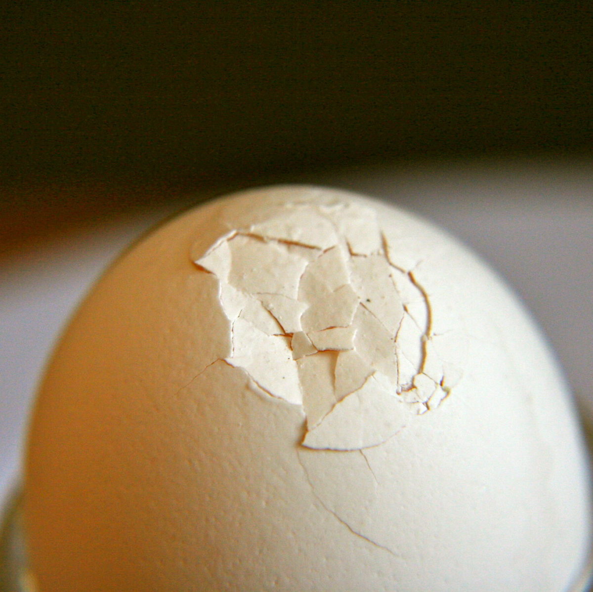 Eggtooth - Harvard Review